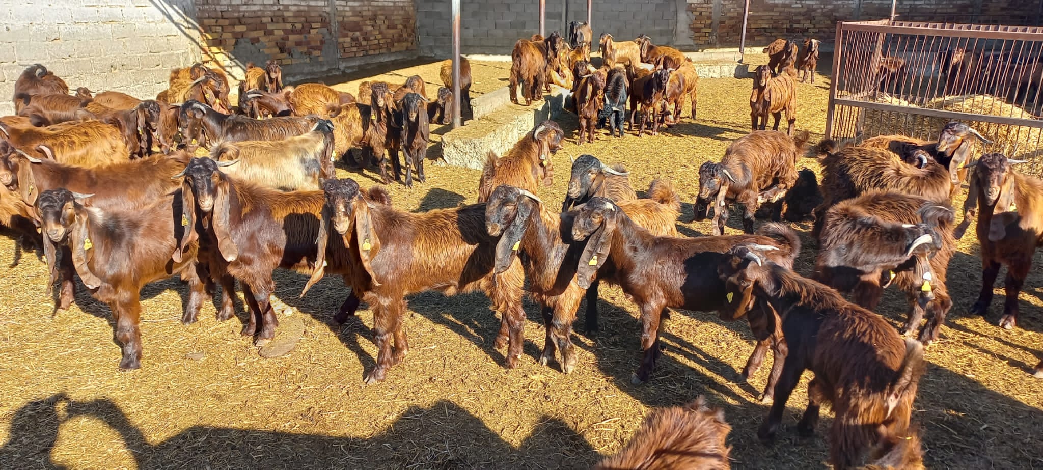 Türk Ajansı Kıbrıs